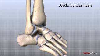 Foot Anatomy Ankle Anatomy Anatomy Tutorial Part 2 Animated Anatomy Mp3