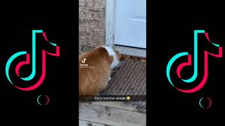Tiktok | You Scared Me Jesus