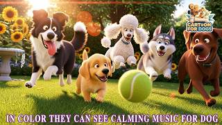 Dog TV for Home Alone Dogs 🐶 Travel around the world with Doggo 🌍 Relaxing or Soothing 💤