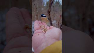 Nuthatches and Chickadees feeding frenzy
