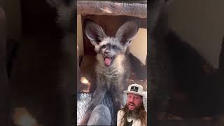 Bat-eared fox. The more ya know! #crazy #crazystory #amazing #themoreyouknow
