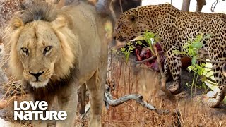 Leopards Forced to Flee with Lions Afoot | Love Nature