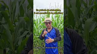 🌽💧☀️ Pas d’eau pas de pluie puis-je pulvériser 4Tree 🚜🌱#4tree #booster #4TreeBooster