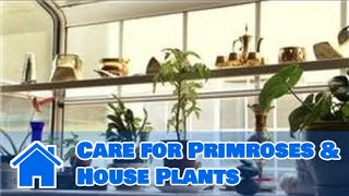 Indoor Gardening Tips : How to Care for Primroses & House Plants