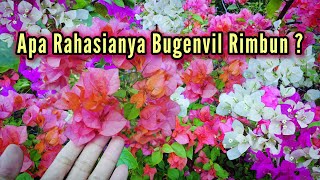 Bougenville Rimbun Sekali !! Apa Rahasia Agar Bougenville Berbunga Lebat Dengan Cepat ?