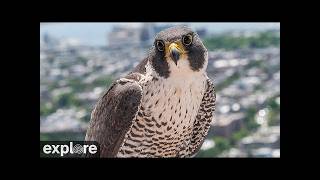LIVE Peregrine Falcons Nest - Chesapeake Conservancy - Boh and Barb | explore.org