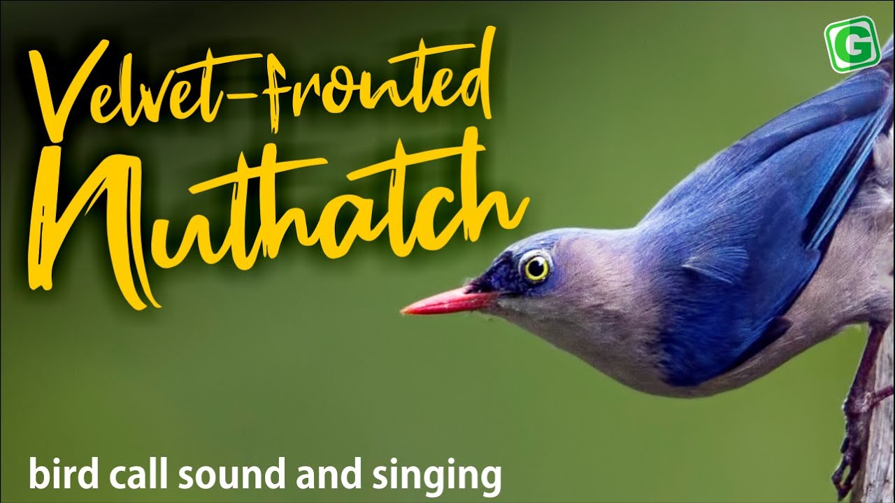 Velvet Fronted Nuthatch Sitta Frontalis Bird Sound Calling Chirping