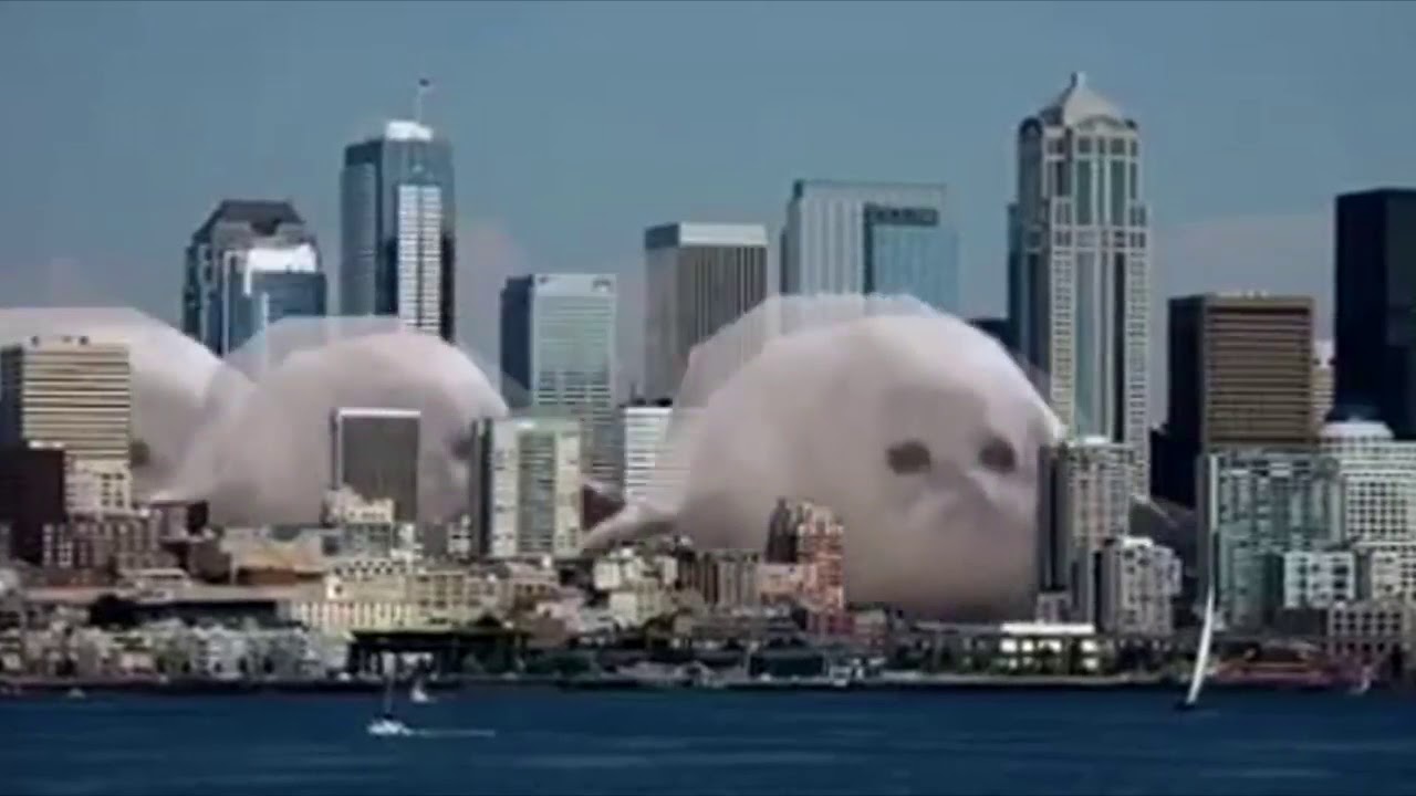 Bouncing Seals Green Screen At Joyce Stovall Blog