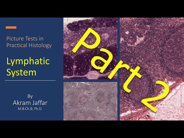 Lymphatic Prac Histology