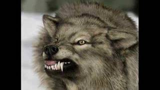 Angry Icon (Wolf)