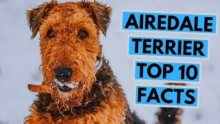 Airedale Terrier - TOP 10 Interesting Facts