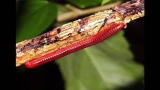 Millipedes Facts  Interesting Facts about Millipedes