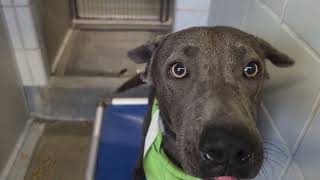 Acs A805497