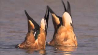 Ganges 2008 -  Episode 2 - BBC Documentary
