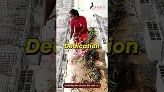 🐇 Celebrating Our 1000th Rabbit Kit Milestone! 🎉 | Thenkaraisaaral Farms Coimbatore