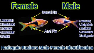 Harlequin Rasbora Male Female Identification