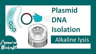 Plasmid DNA isolation | Alkaline lysis method | molecular biology