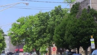 Progressive Urban Forest Management