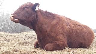 Ever WONDER How COW Chews CUD ??