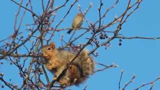 Acting Squirrely