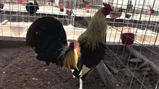 Jiro hatch gamefowl quinta las palmas