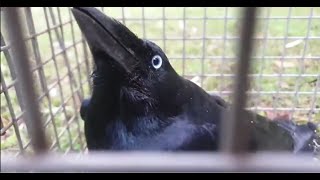 Torresian crow released
