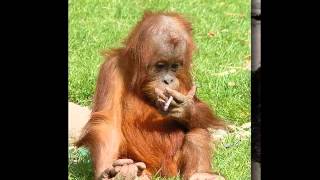 Smoking Monkeys Pics