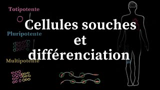 Stem cells and differentiation