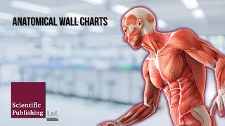Anatomical Wall Charts - Home and Healthcare Facilities - Anatomical Wall Charts