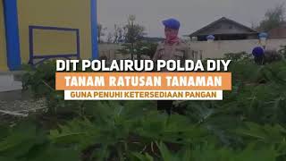 DIT POLAIRUD POLDA DIY TANAM RATUSAN TANAMAN