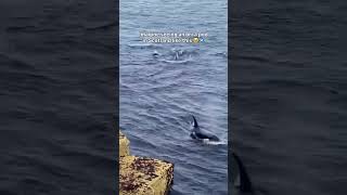 Is seeing an orca pod in Scotland on YOUR visit list? 👀