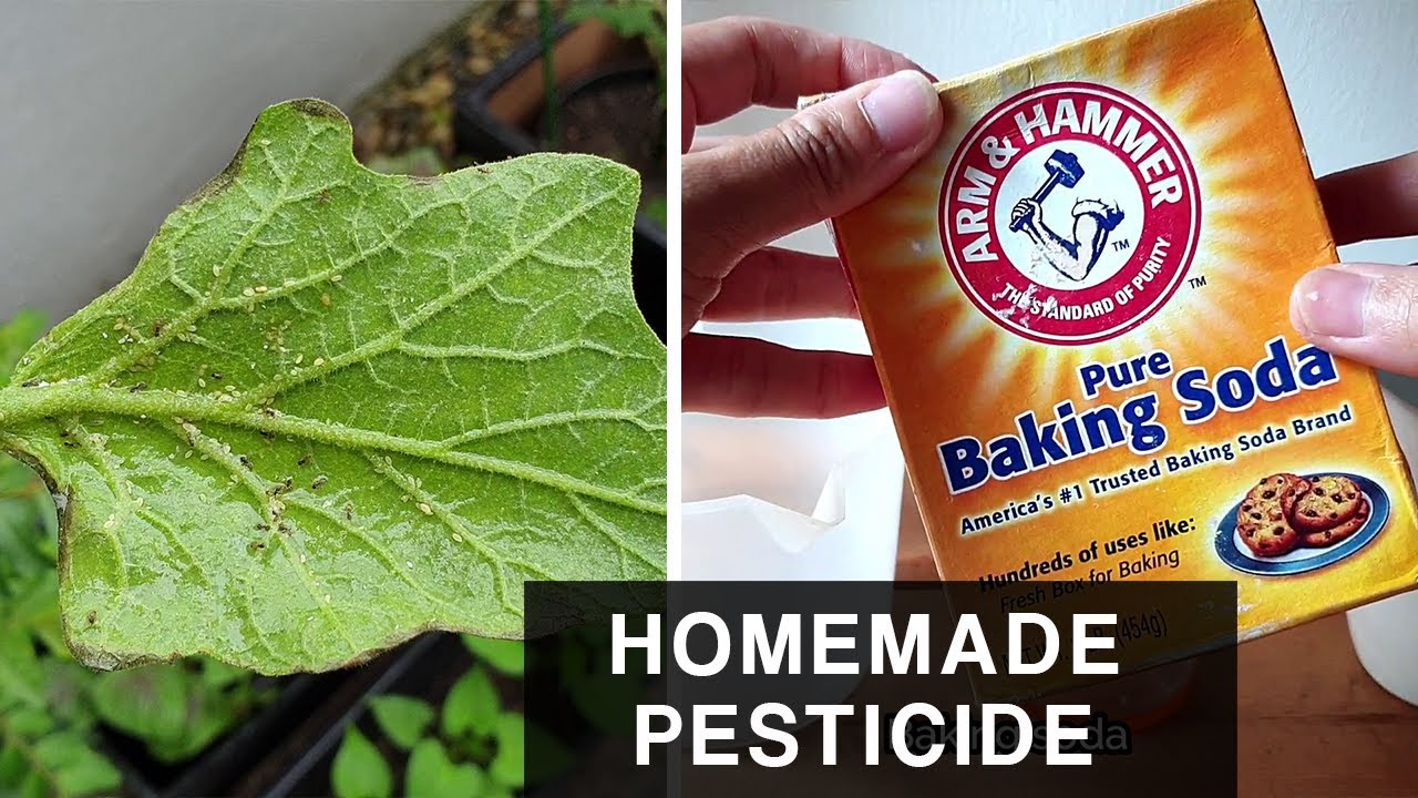 Baking Soda Can Kill Insects At Anthony Bohnsack Blog