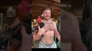 I’ve gotten a lot of requests for a long-legged Dino video so here ya go! 🐓 #foryou #chickens