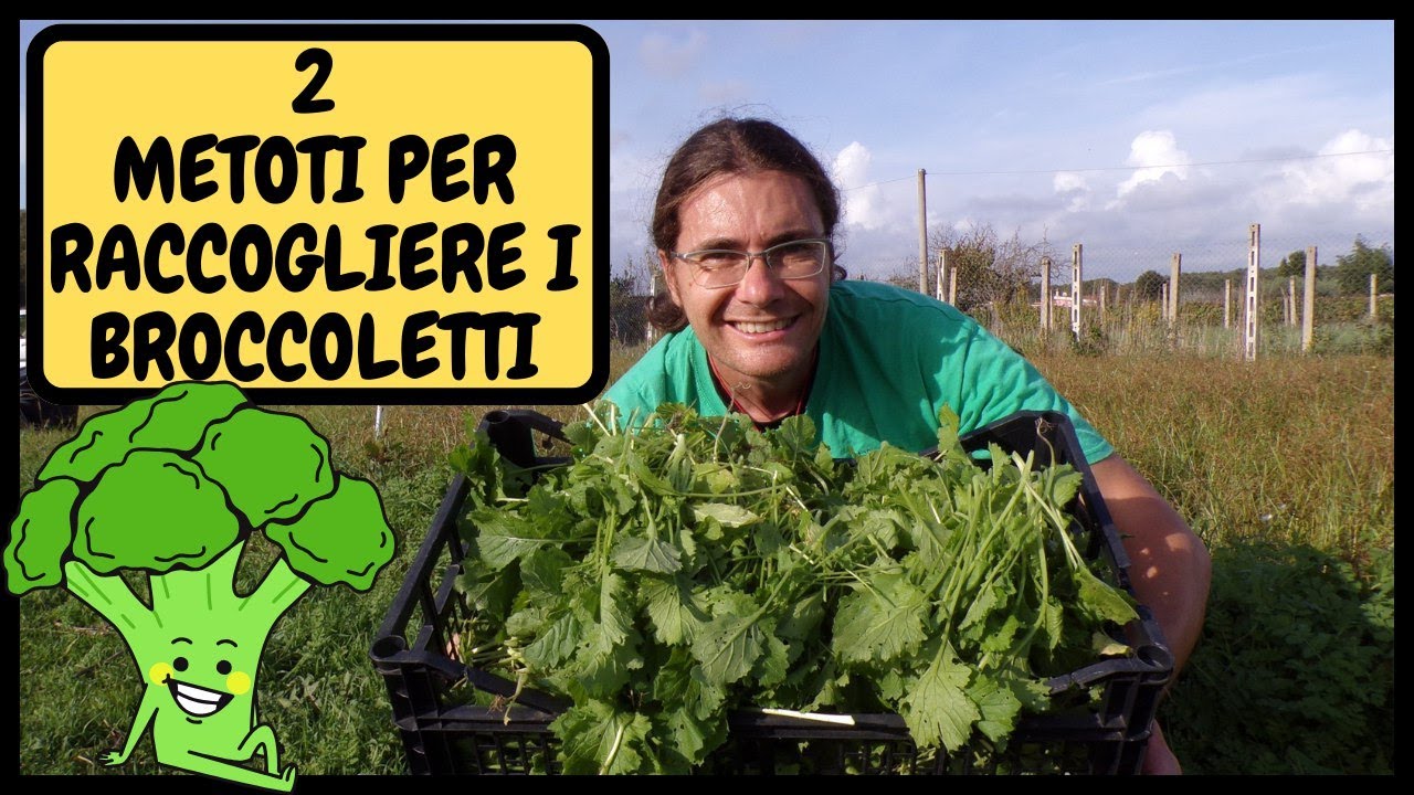 рџґ Come E Quando Raccogliere I Broccoletti E Le Cime Di Rapa