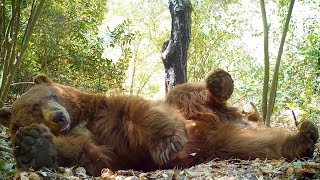 Wilford The Bear Makes A Bed And Takes A Nap In The Angeles National Forest
