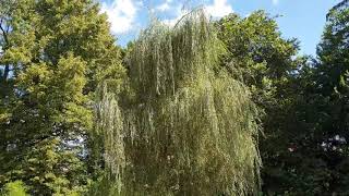 Salix alba 'Tristis' vrba bílá