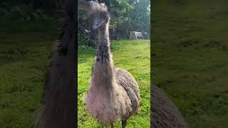 Emmmooooovvvveee! - emu won’t budge (blades are off)