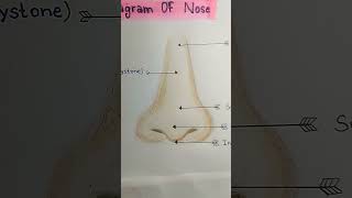 Diagram of Nose #Biology#