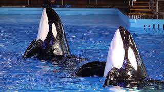 Tuar and Kyuquot Spyhopping during Orca Encounter