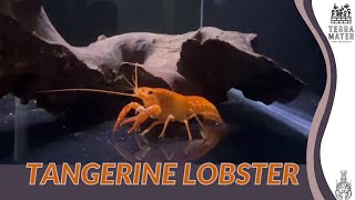 Exploring the Tangerine Lobster in 2 Minutes | (Procambarus clarkii)