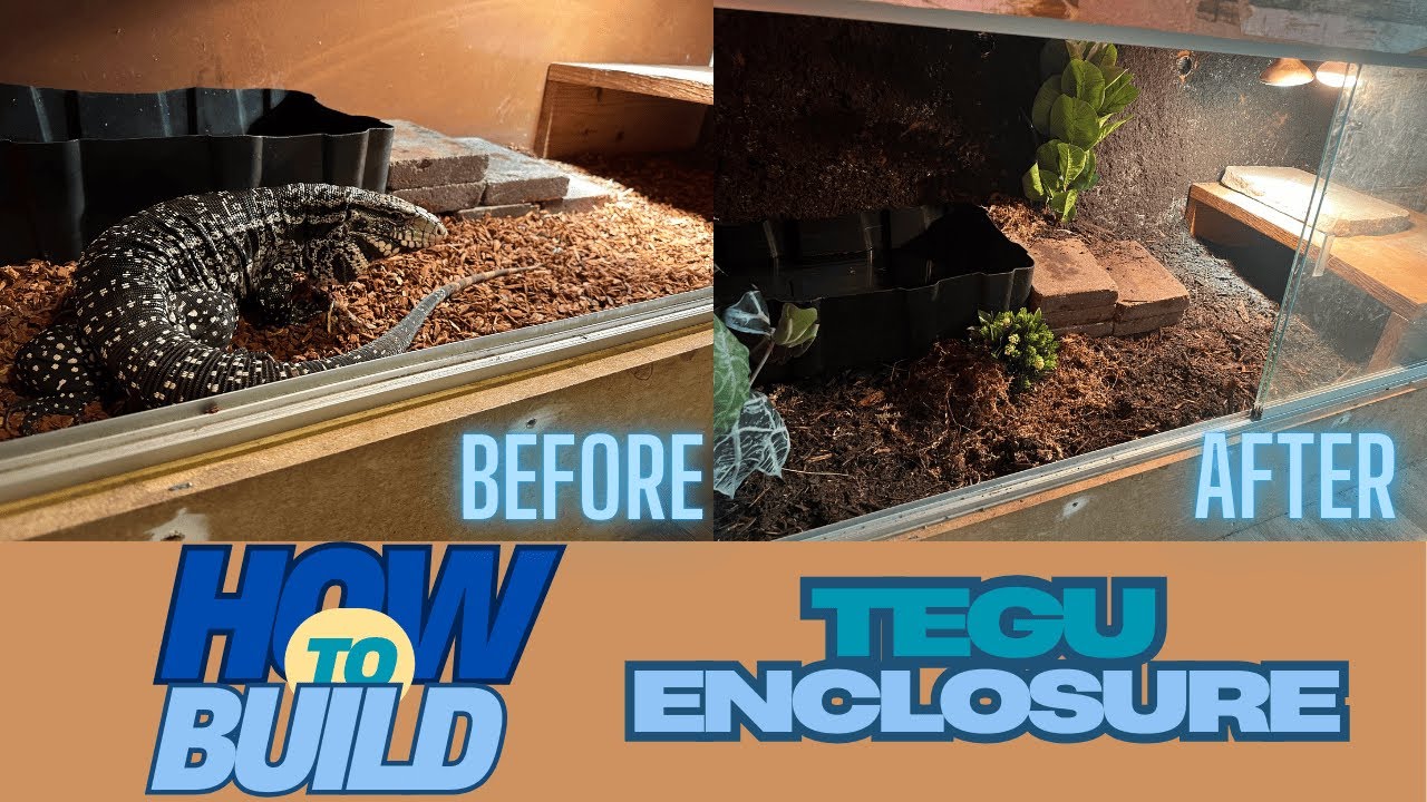 Your Tegu Deserves This Diy Custom Enclosure Build Youtube
