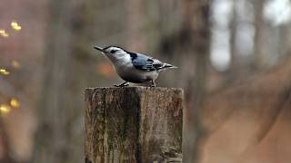 Get to Know Your Backyard Birds: White-Breasted Nuthatch