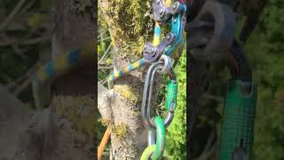 PNW red alder tree removal--Dampening branches, again