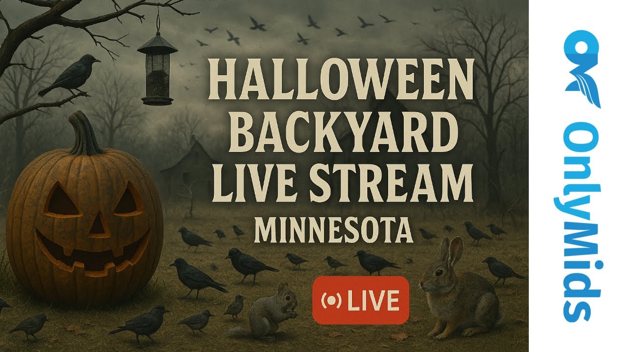 Bird And Animal Backyard Live Stream Youtube