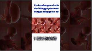 Perkembangan Janin dari Minggu ke 1 sampai Minggu ke 40,#shorts,#kehamilan#fecalyamlo,#lahiran