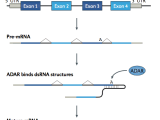 Rna Editing Training Class