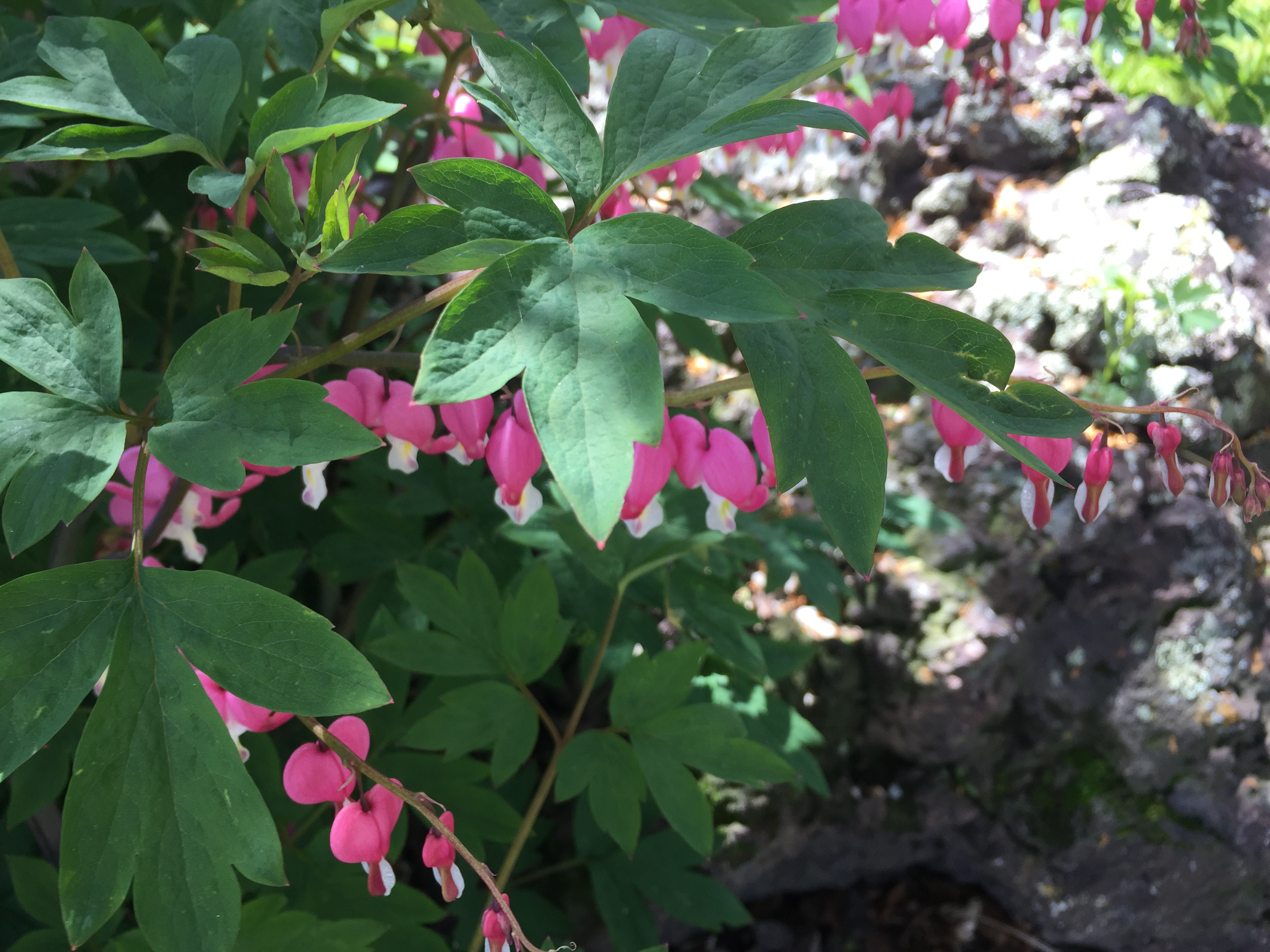 Bleeding Heart - ZINNIA BOY