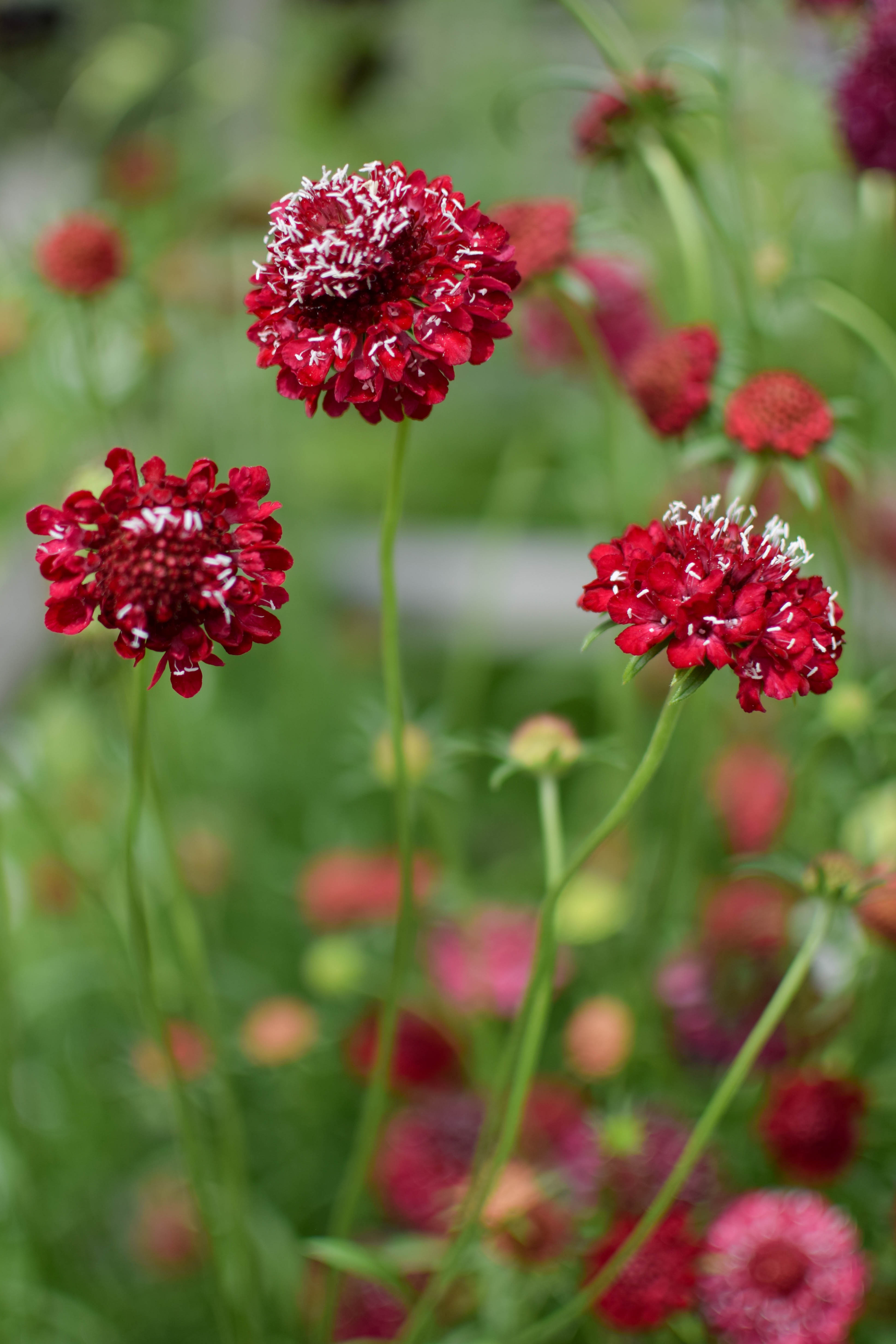 Scabiosa atropurpurea ‘Garden Blend’ – Zoe Woodward Gardening