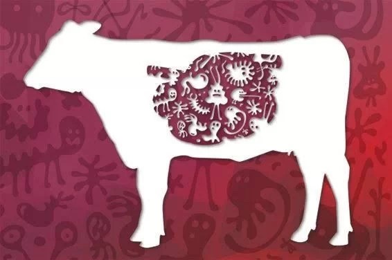 Microbiota Ruminal - Zootecnia Brasil